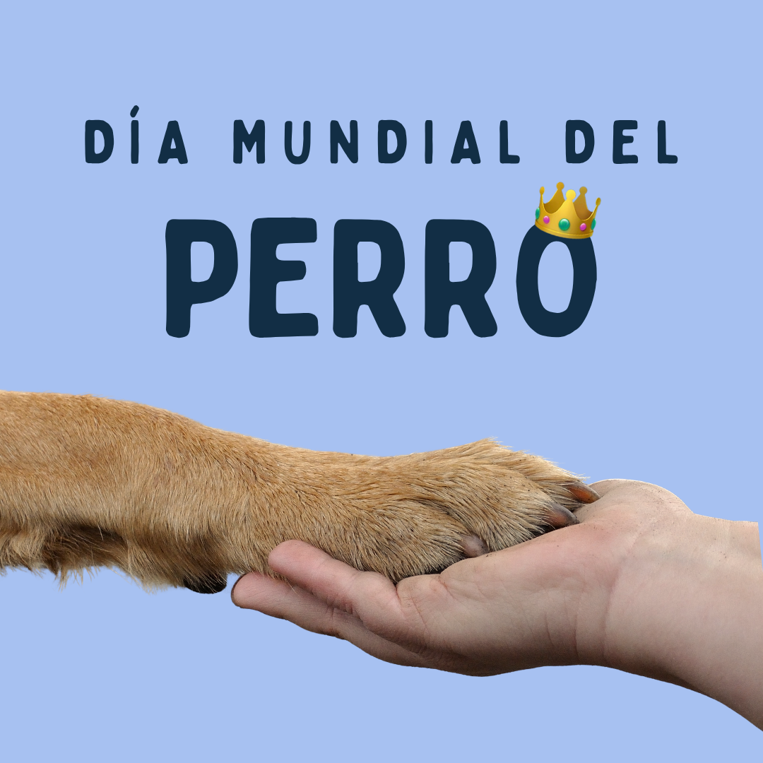 Lo que debes saber acerca del Día Mundial del Perro - Oliviia